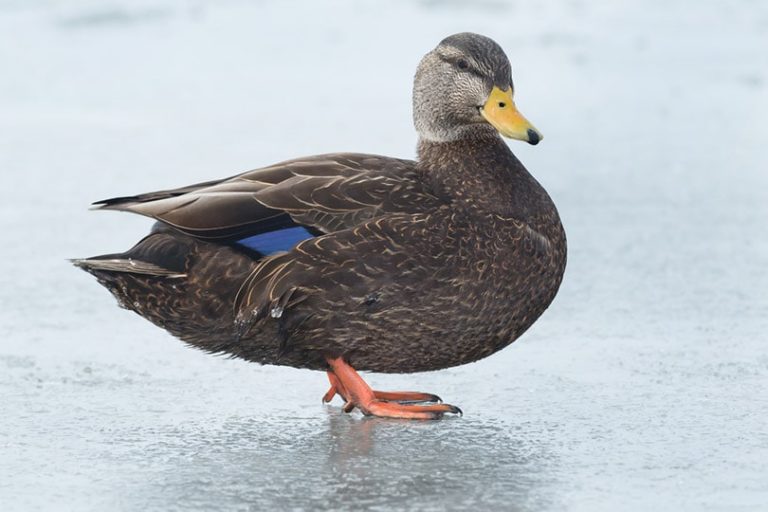 19 Types of Ducks Found in Alabama (With Pictures) - Optics Mag