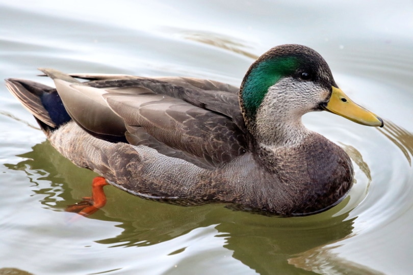 26 Types of Ducks in Wisconsin (With Pictures) - Optics Mag