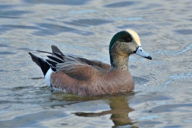 20 Breeds of Ducks in Indiana (With Pictures) - Optics Mag