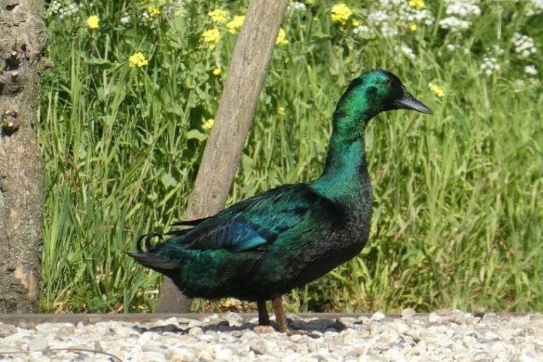 26 Types of Ducks in Wisconsin (With Pictures) - Optics Mag