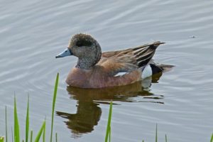 18 Types of Ducks in Alaska (With Pictures) - Optics Mag