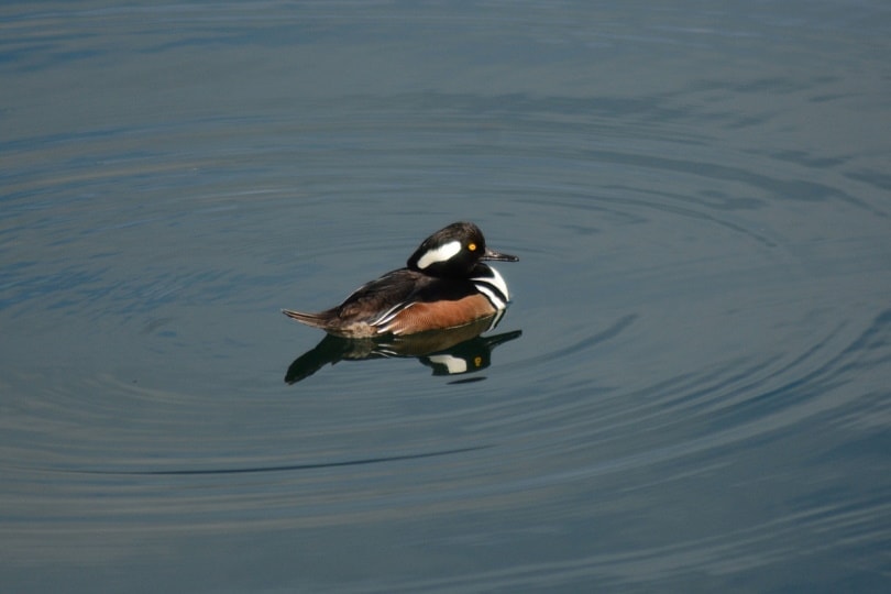 26 Types of Ducks in Wisconsin (With Pictures) - Optics Mag