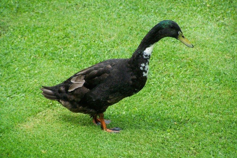 26 Types of Ducks in Wisconsin (With Pictures) - Optics Mag