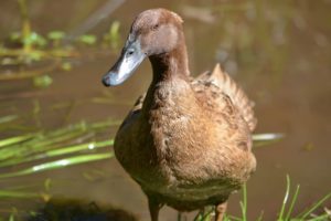 26 Types of Ducks in Wisconsin (With Pictures) - Optics Mag
