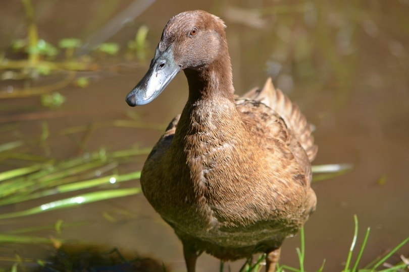 26 Types of Ducks in Wisconsin (With Pictures) - Optics Mag