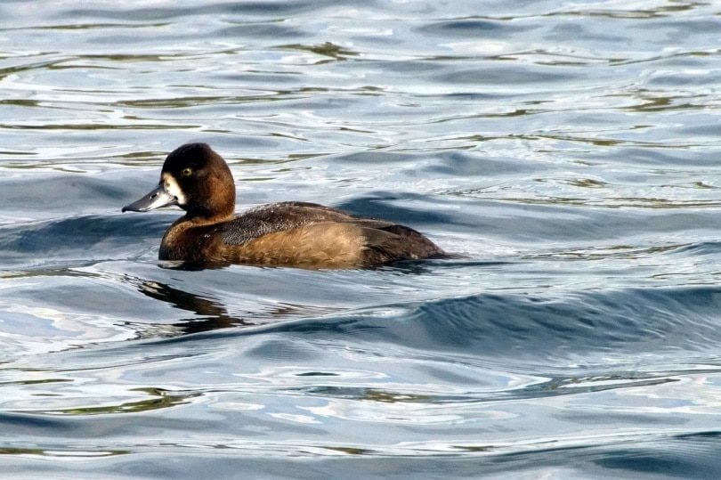 18 Types of Ducks Found in Ohio (with Pictures) - Optics Mag