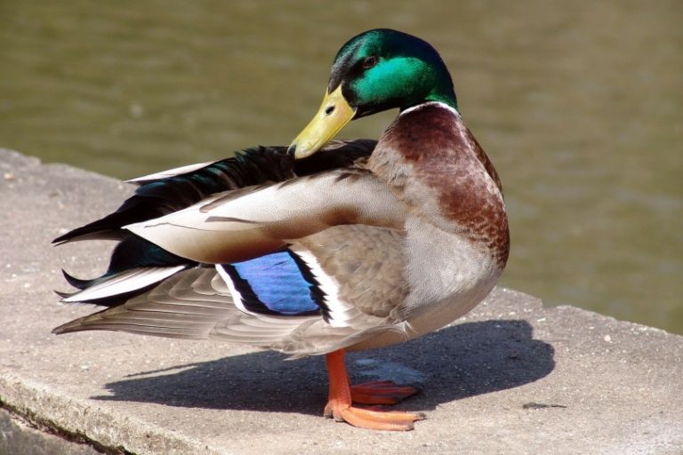 15 Interesting & Fun Mallard Duck Facts You Never Knew! - Optics Mag