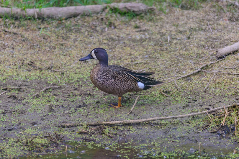 18 Types of Ducks in Alaska (With Pictures) - Optics Mag
