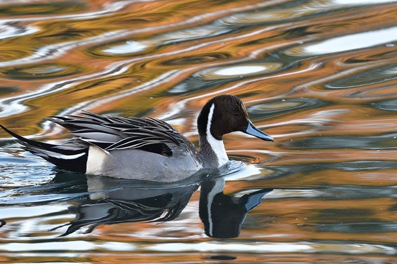 10 Types of Ducks in Virginia (with Pictures) - Optics Mag