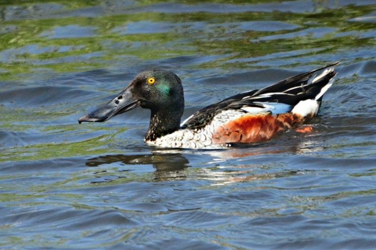 17 Types of Ducks Found in Oregon (With Pictures) - Optics Mag