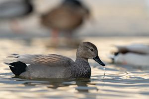 18 Types of Ducks in Alaska (With Pictures) - Optics Mag