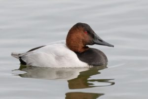 26 Types of Ducks in Wisconsin (With Pictures) - Optics Mag