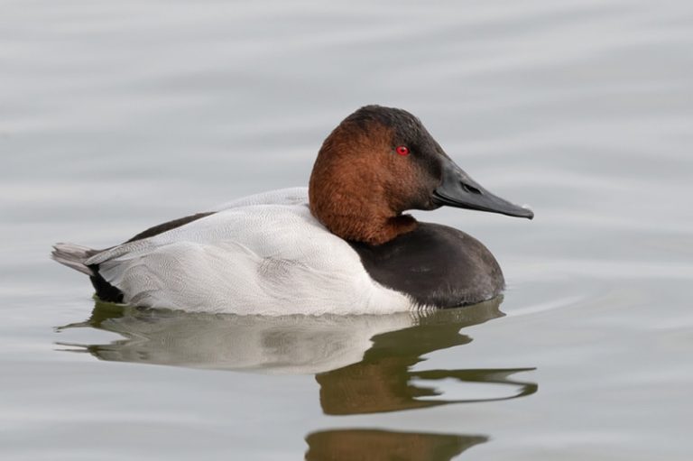 17 Types of Ducks Found in Oregon (With Pictures) - Optics Mag