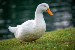 26 Types of Ducks in Wisconsin (With Pictures) - Optics Mag