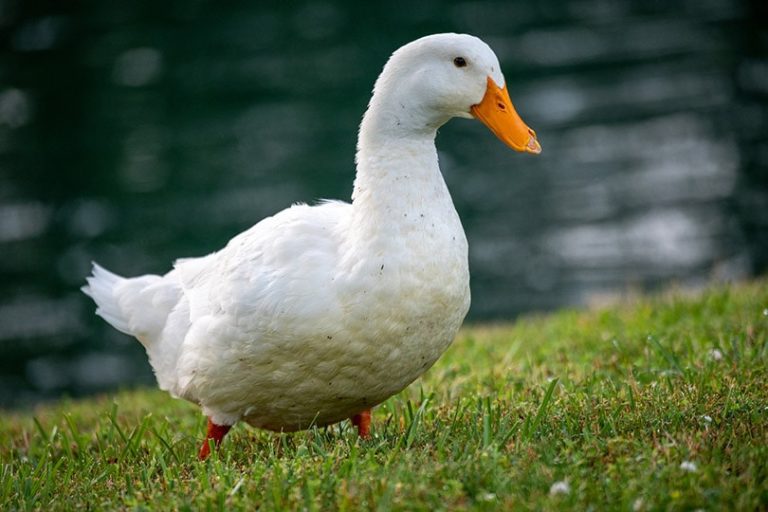 26 Types of Ducks in Wisconsin (With Pictures) - Optics Mag