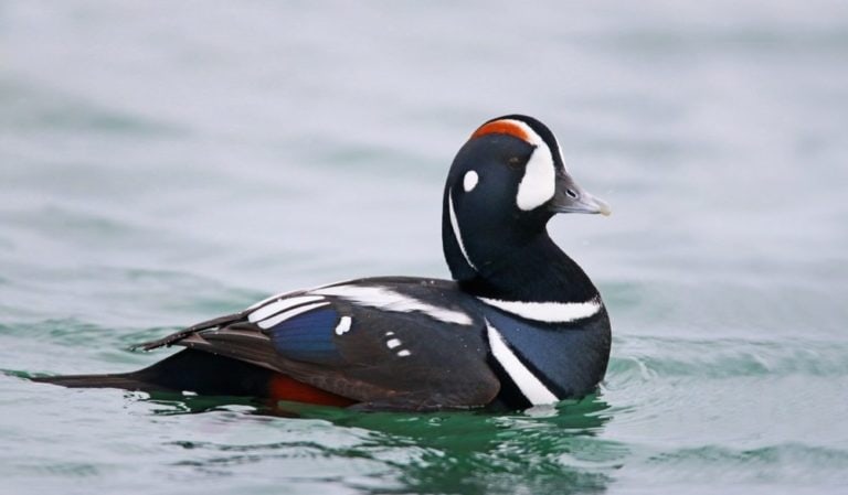 17 Types of Ducks Found in Oregon (With Pictures) - Optics Mag