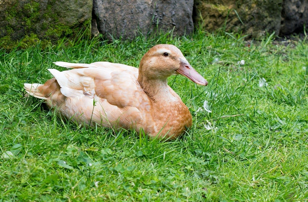 26 Types of Ducks in Wisconsin (With Pictures) - Optics Mag