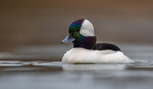 26 Types of Ducks in Wisconsin (With Pictures) - Optics Mag