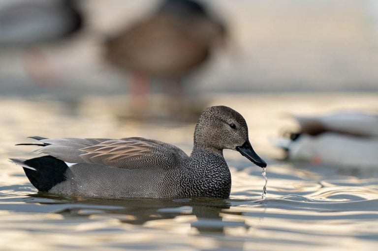 20 Types of Ducks in Arizona (with Pictures) - Optics Mag