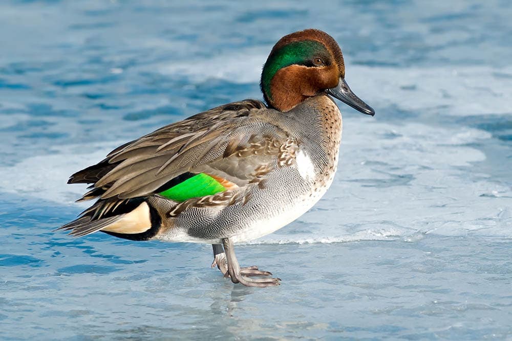 18 Types of Ducks in Alaska (With Pictures) - Optics Mag