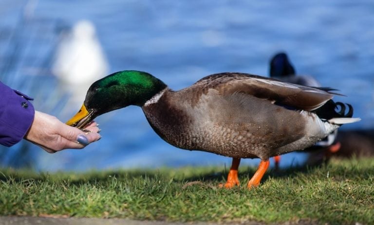 What Do Mallard Ducks Eat? Everything You Need to Know! - Optics Mag