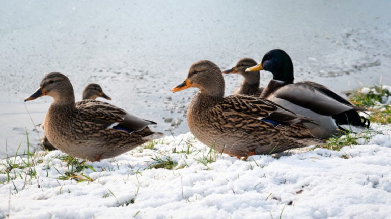 15 Interesting & Fun Mallard Duck Facts You Never Knew! - Optics Mag