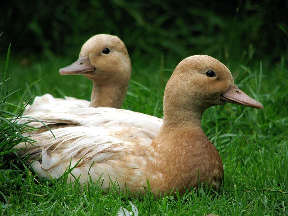 26 Types of Ducks in Wisconsin (With Pictures) - Optics Mag
