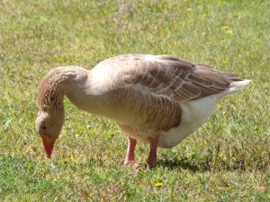 23 Types of Geese Breeds: An Overview (with Pictures) - Optics Mag