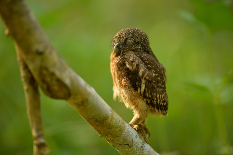 Do Birds Sleep? What You Need to Know! - Optics Mag