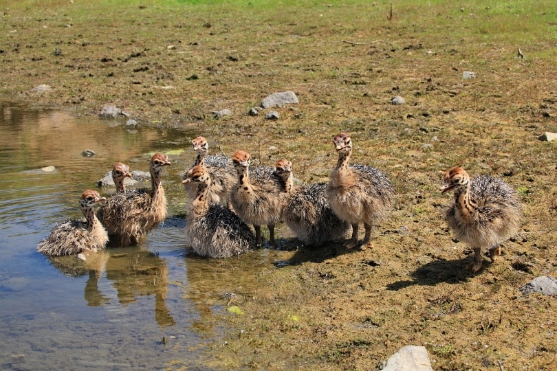 Can Ostriches Swim? Everything You Need to Know! - Optics Mag