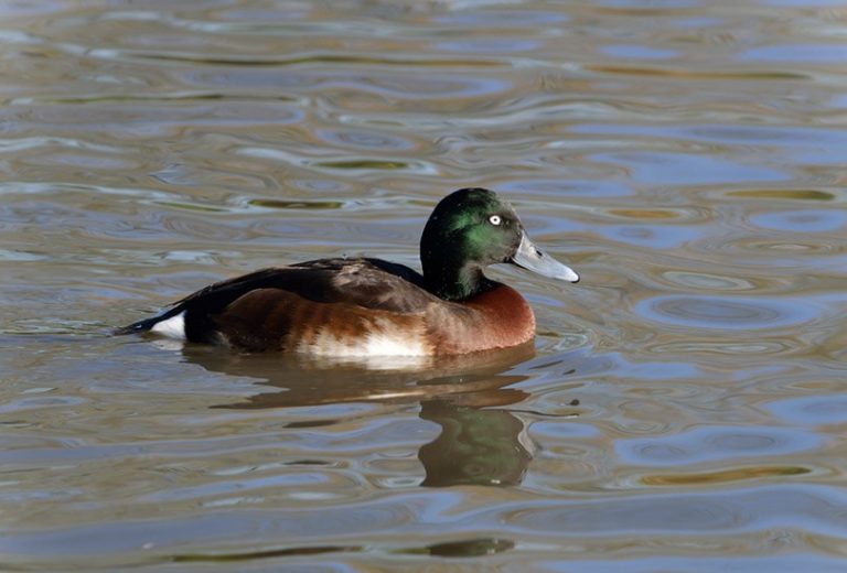 10 Rarest Duck Breeds (With Pictures) - Optics Mag