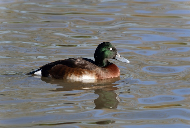 10 Rarest Duck Breeds (With Pictures) - Optics Mag