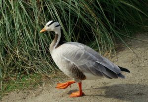 23 Types of Geese Breeds: An Overview (with Pictures) - Optics Mag