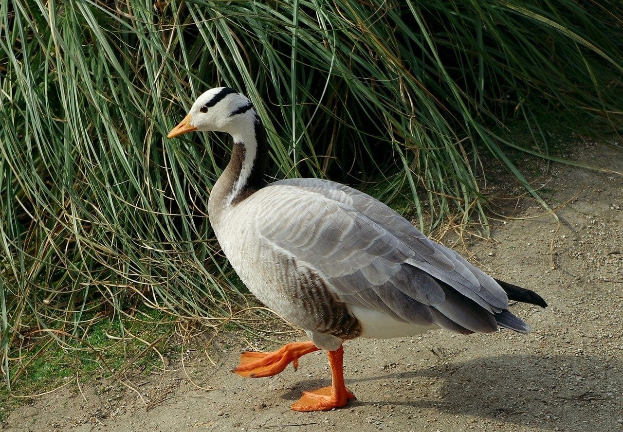 23 Types of Geese Breeds: An Overview (with Pictures) - Optics Mag