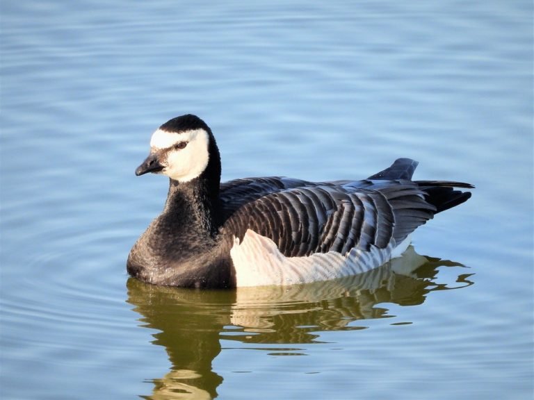 23 Types of Geese Breeds: An Overview (with Pictures) - Optics Mag