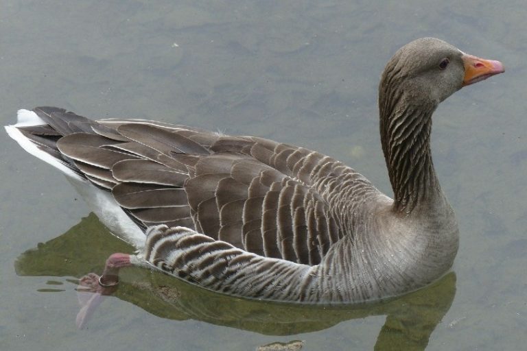 23 Types of Geese Breeds: An Overview (with Pictures) - Optics Mag