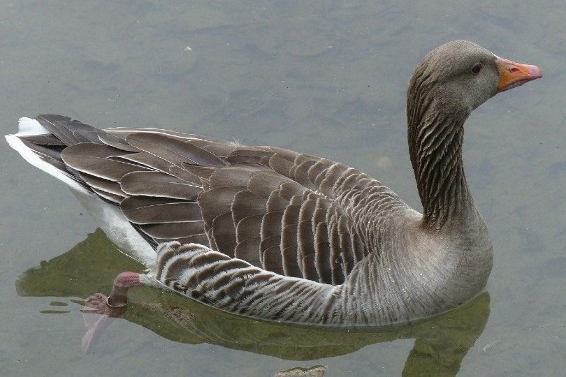 23 Types of Geese Breeds: An Overview (with Pictures) - Optics Mag