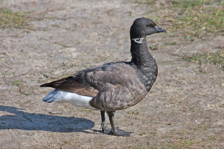 23 Types of Geese Breeds: An Overview (with Pictures) - Optics Mag