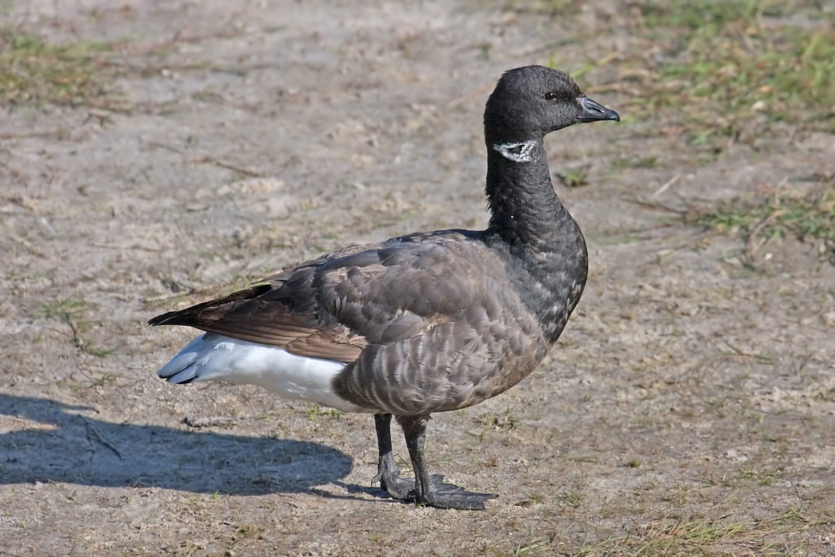 23 Types of Geese Breeds: An Overview (with Pictures) - Optics Mag