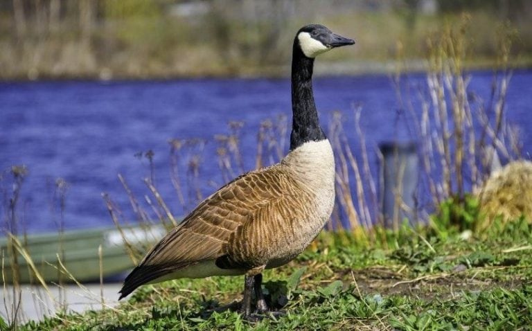 23 Types of Geese Breeds: An Overview (with Pictures) - Optics Mag