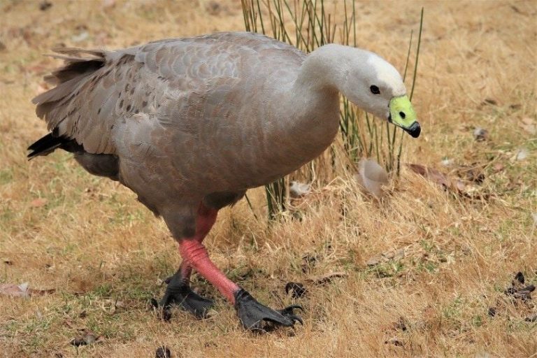 23 Types of Geese Breeds: An Overview (with Pictures) - Optics Mag
