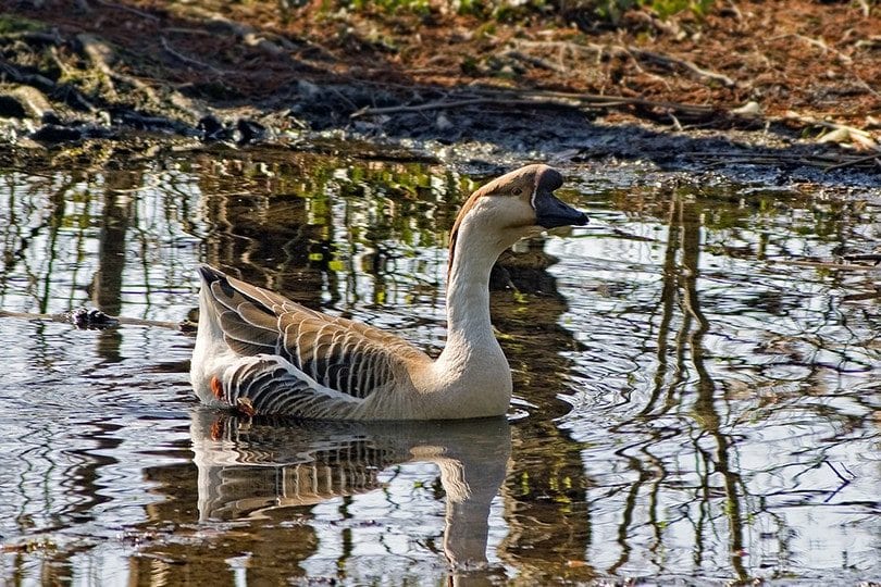 23 Types of Geese Breeds: An Overview (with Pictures) - Optics Mag