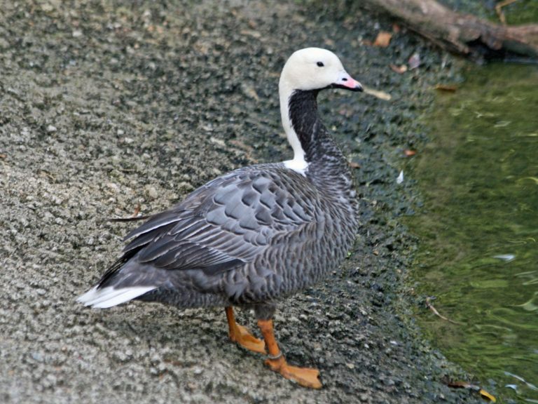 23 Types of Geese Breeds: An Overview (with Pictures) - Optics Mag