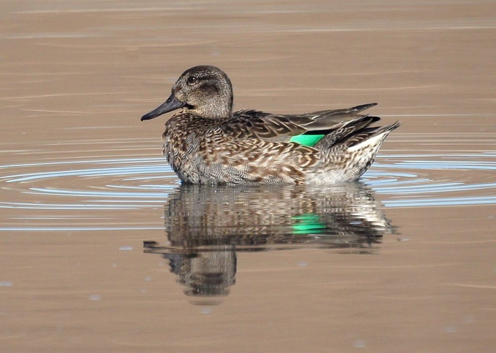 18 Types of Ducks Found in Ohio (with Pictures) - Optics Mag