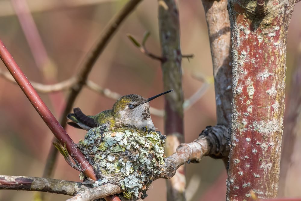 Where Do Hummingbirds Sleep At Night? - Optics Mag