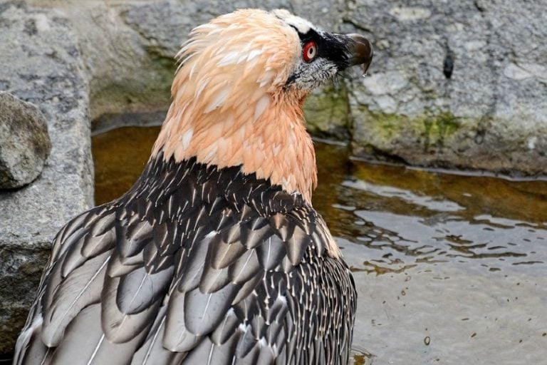 11 Birds That Attack Humans: What You Need to Know (With Pictures ...