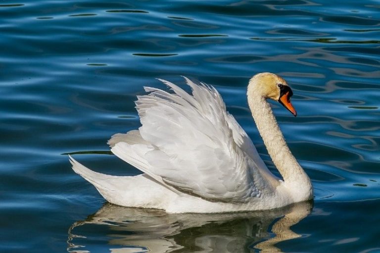 Do Swans Migrate? Types, Facts, & FAQ - Optics Mag
