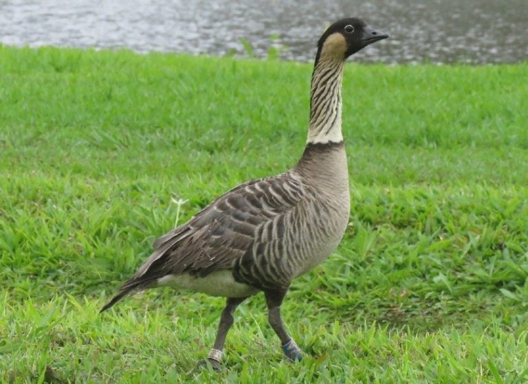 23 Types of Geese Breeds: An Overview (with Pictures) - Optics Mag