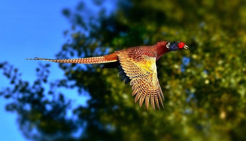 Can Pheasants Fly? What You Need To Know! - Optics Mag