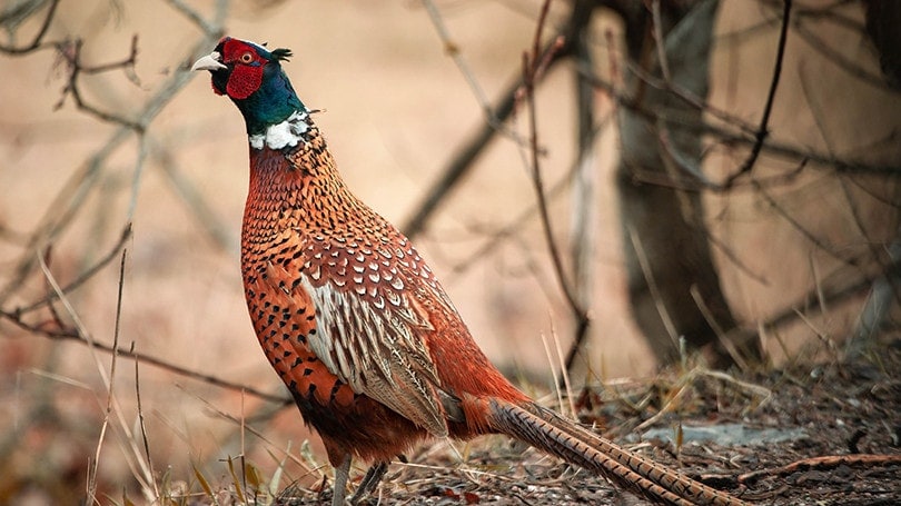 Can Pheasants Fly? What You Need To Know! - Optics Mag